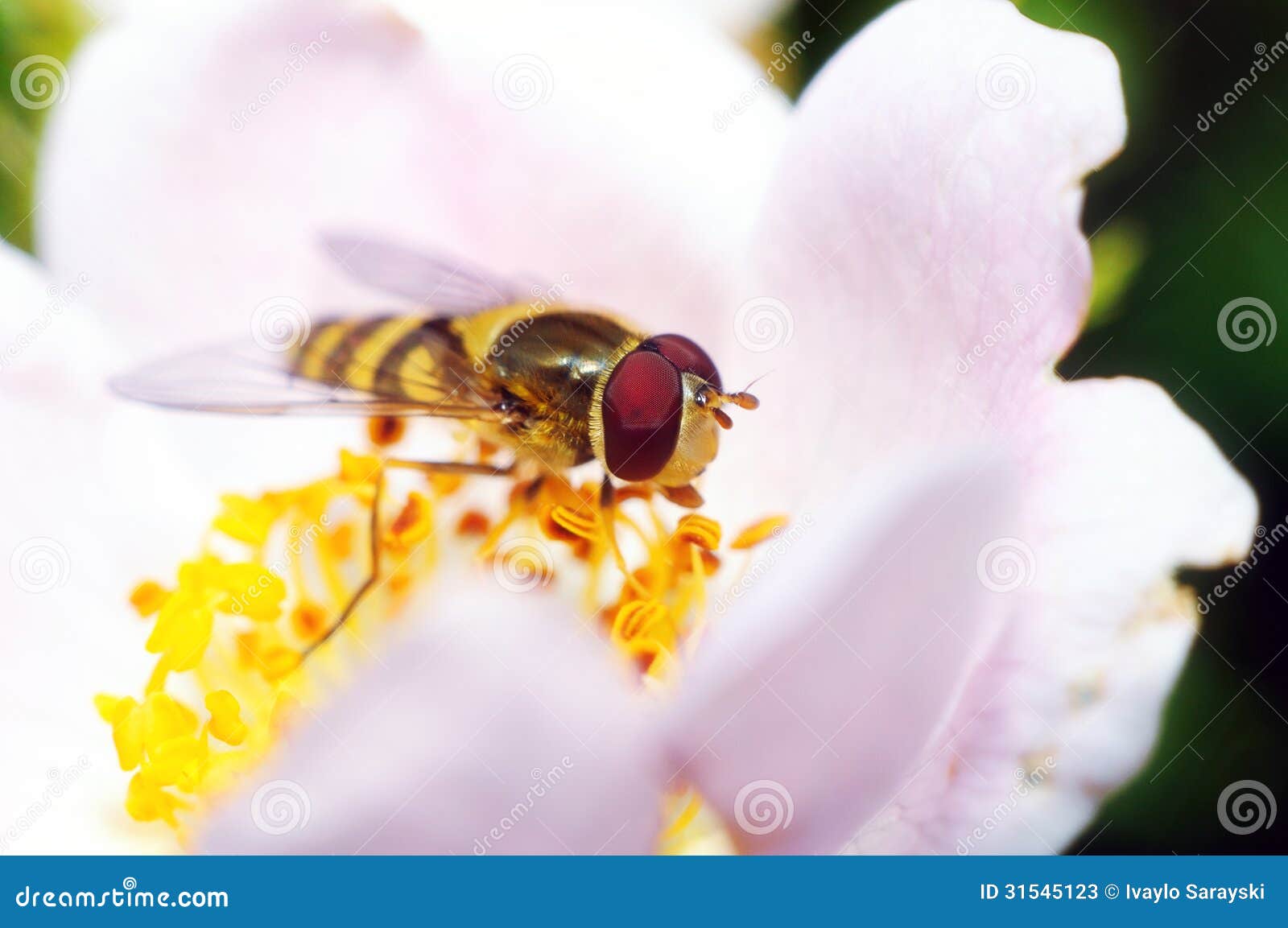 Mosca amarilla imagen de archivo. Imagen de polinice - 31545123