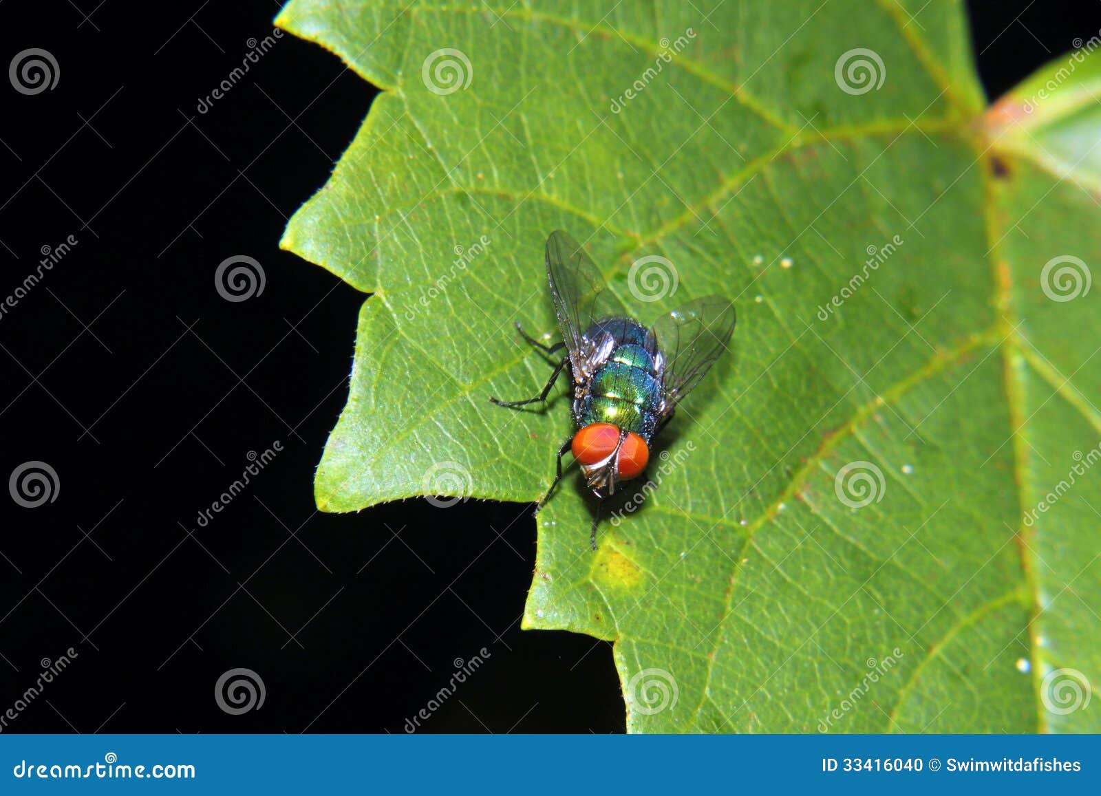 Mosca Azul Brilhante Da Garrafa Foto de Stock - Imagem de inseto, olhos ...