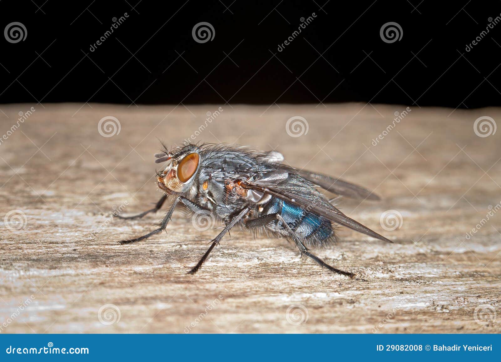 Mosca azul da garrafa foto de stock. Imagem de micro - 29082008