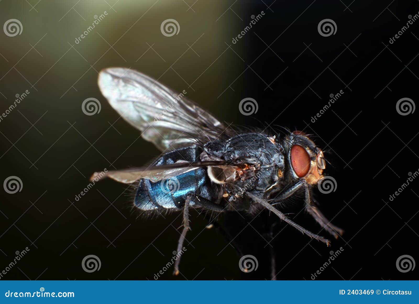 Mosca azul de la botella imagen de archivo. Imagen de boca - 2403469