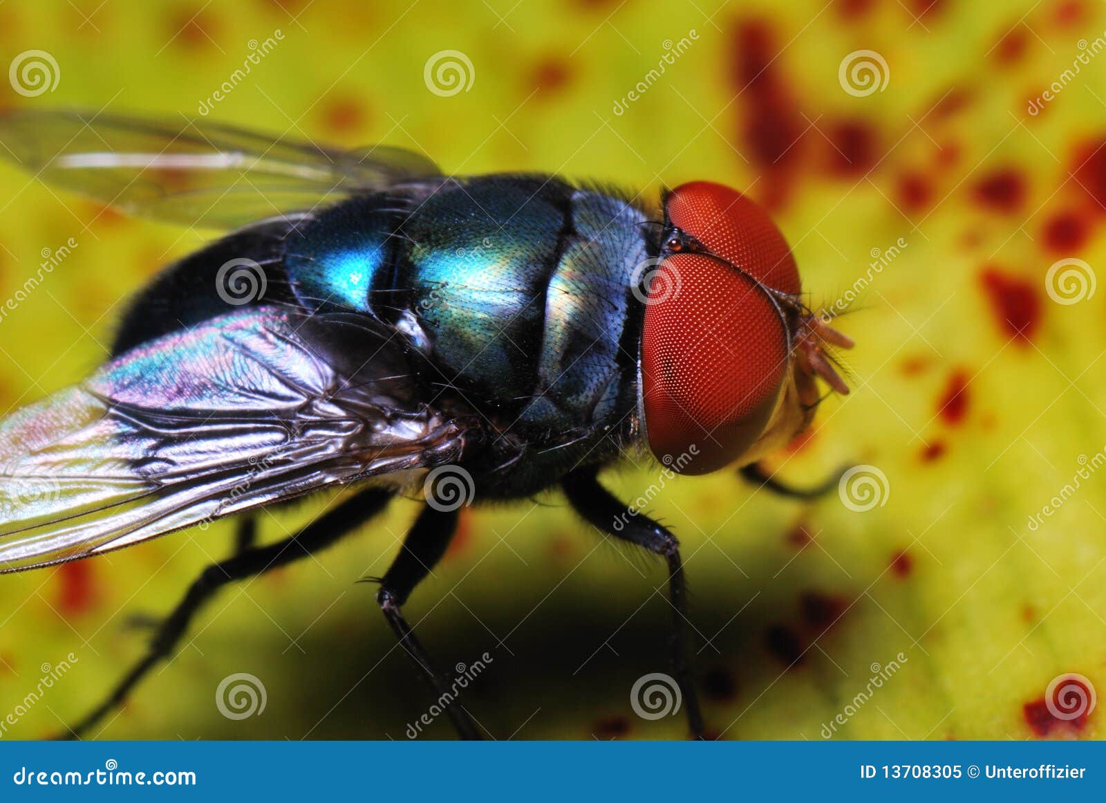 Mosca azul do frasco imagem de stock. Imagem de multa - 13708305