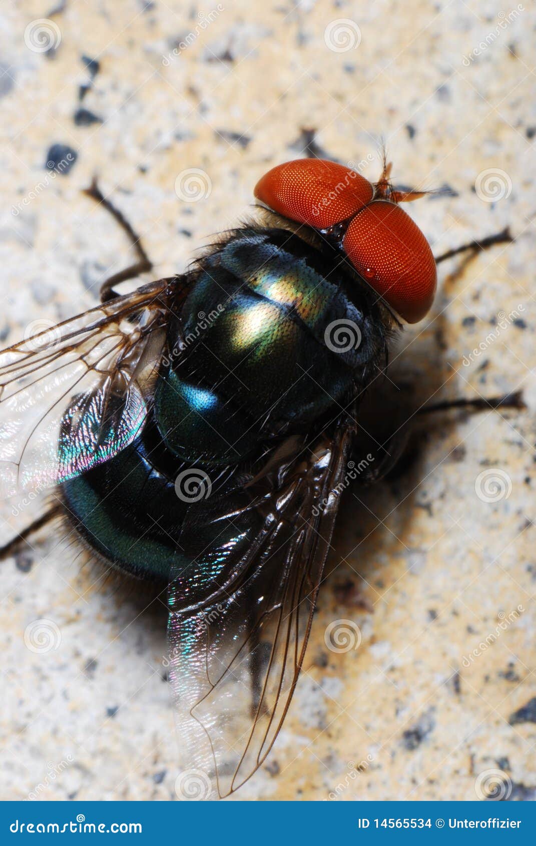 Mosca azul do frasco foto de stock. Imagem de agudo, ovos - 14565534