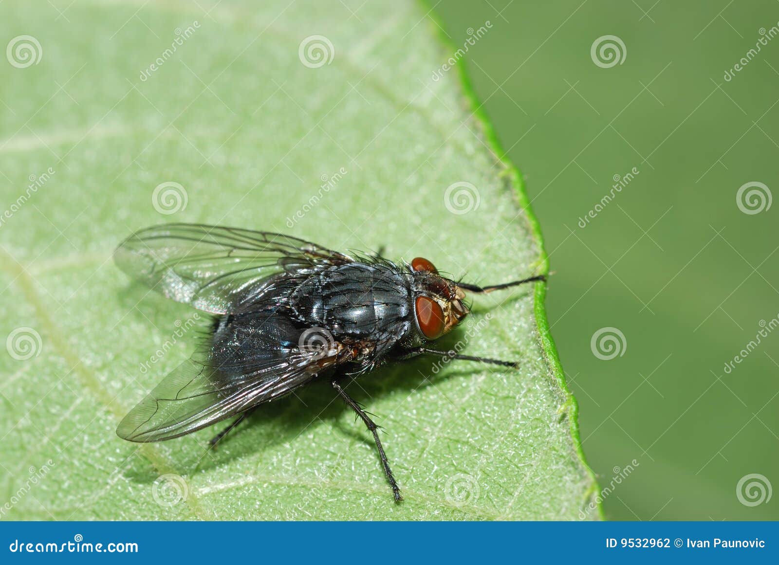 Mosca Azul Do Frasco Stock Images - Download 234 Photos