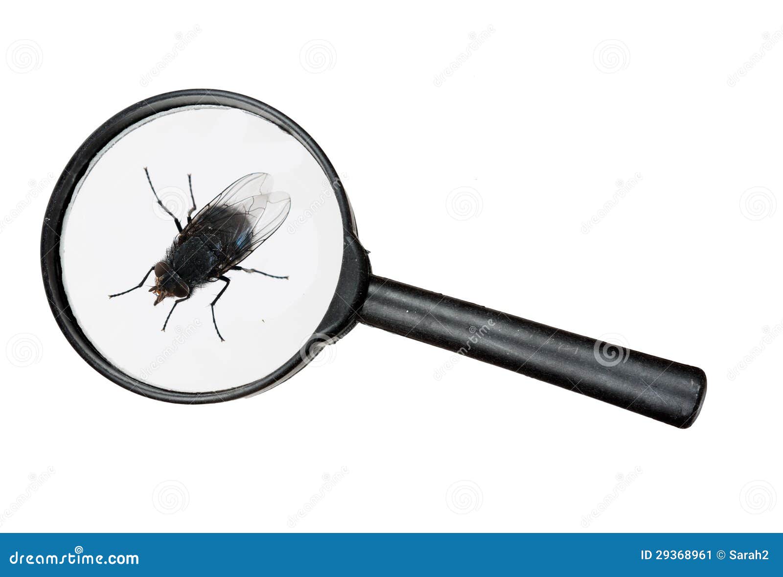 Mosca Bajo La Lupa Real Aislada Sobre Blanco Imagen de archivo - Imagen ...