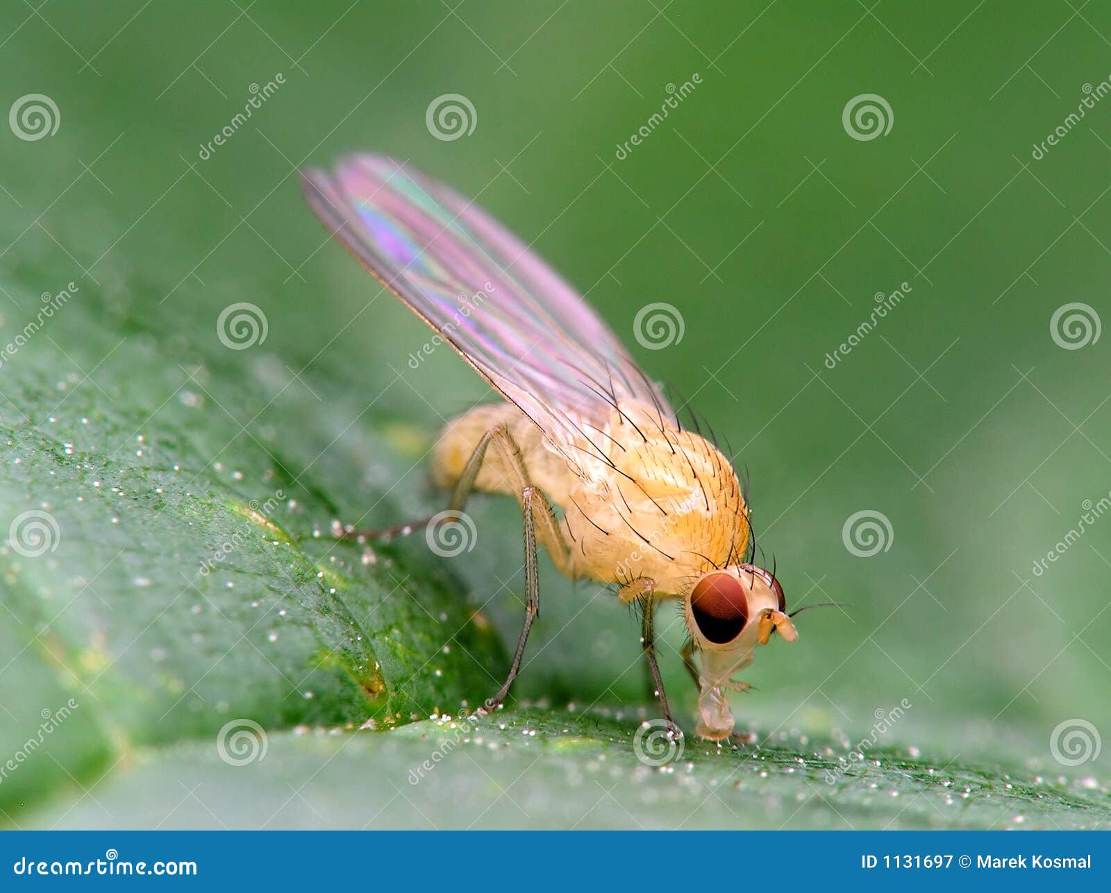 Mosca bianca immagine stock. Immagine di nave, particolare - 1131697