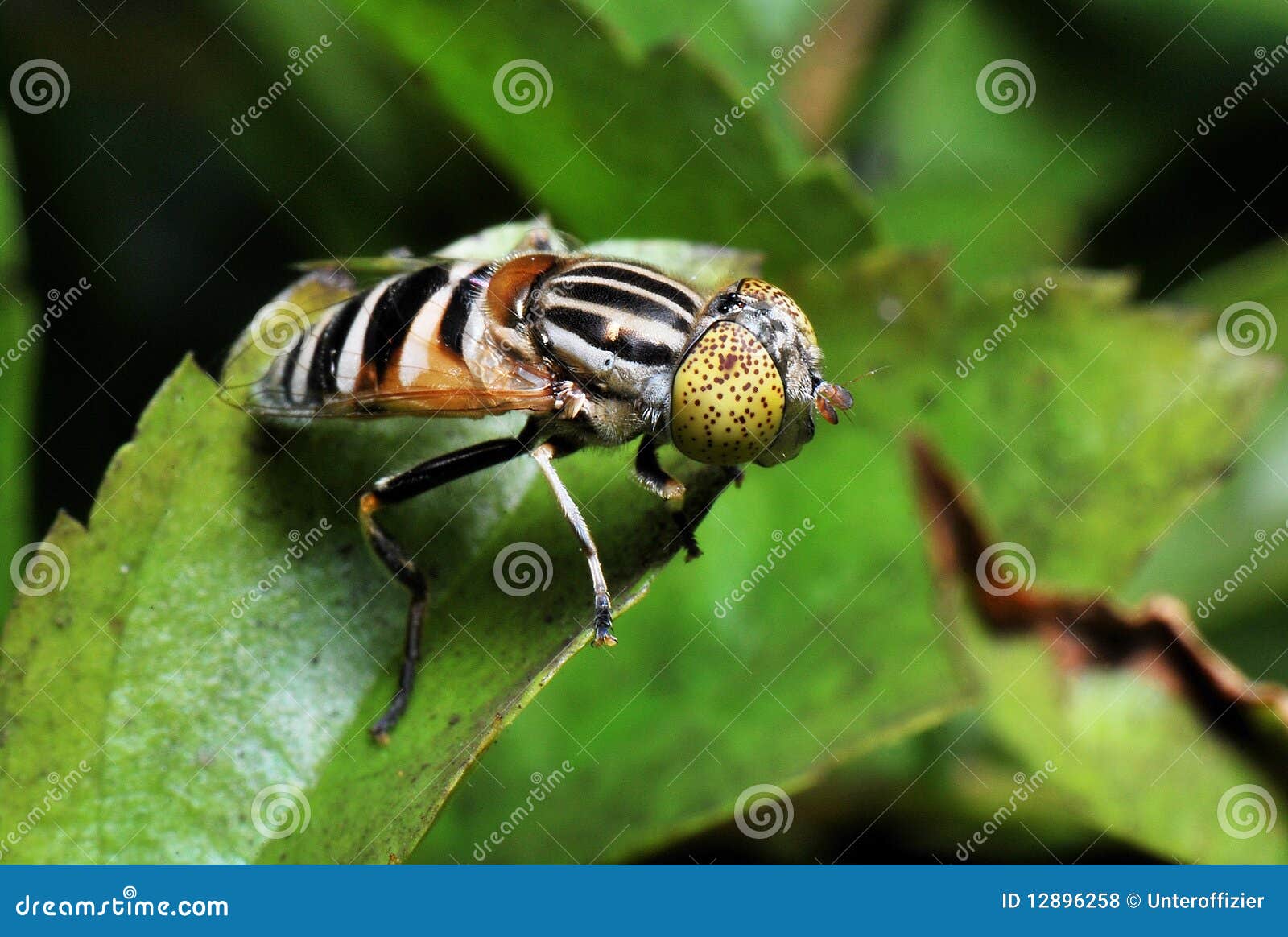 Mosca colorida foto de stock. Imagem de olhos, ecologia - 12896258
