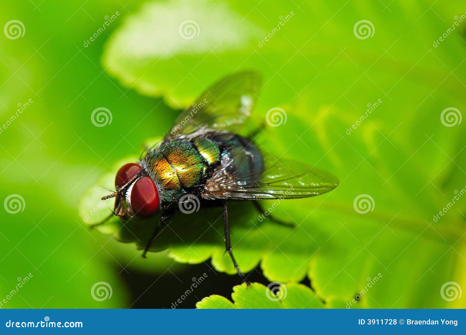 Mosca colorida foto de archivo. Imagen de mordedura, rojo - 3911728