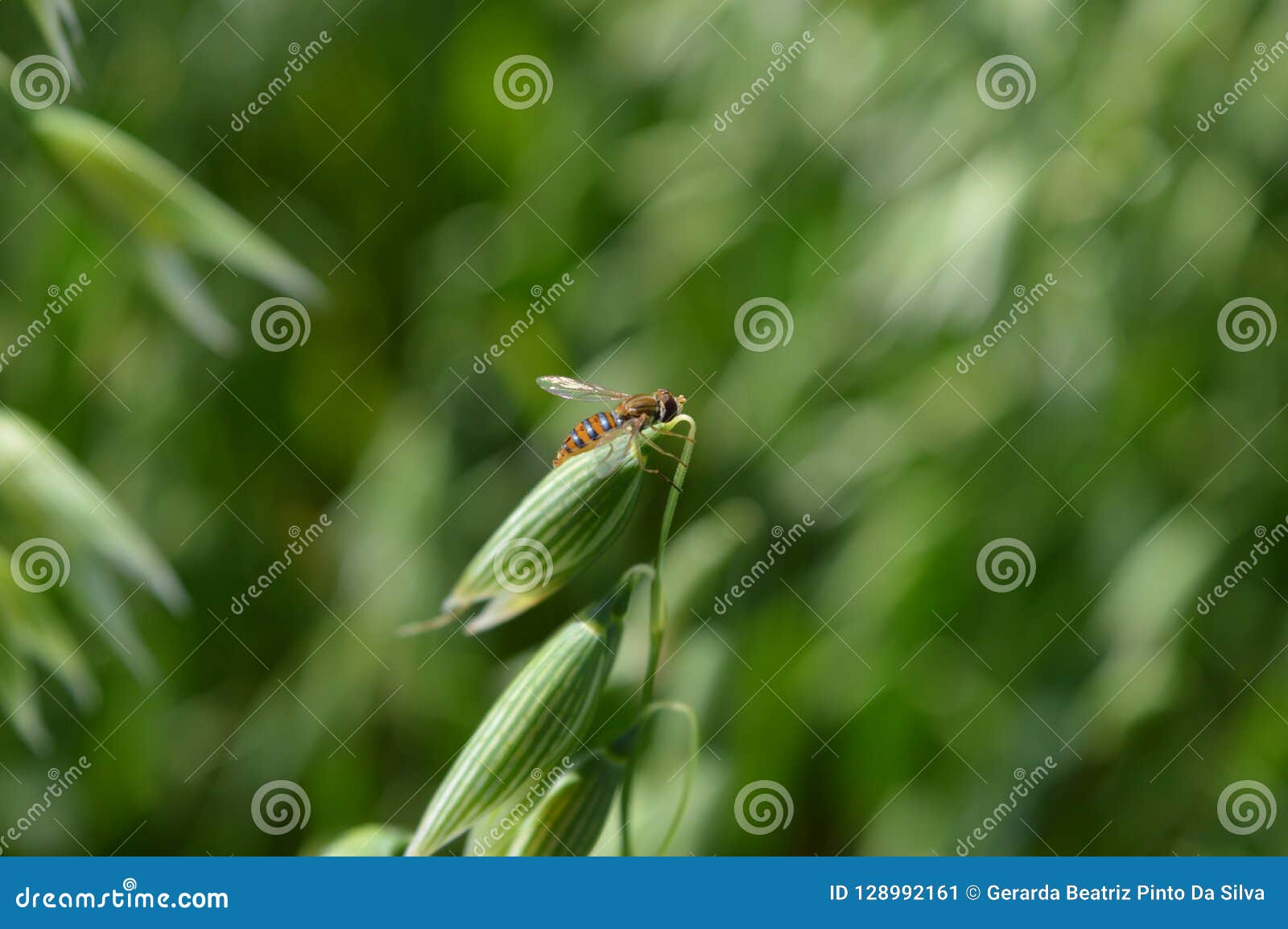 Mosca colorida na natureza imagem de stock. Imagem de acoplamento ...