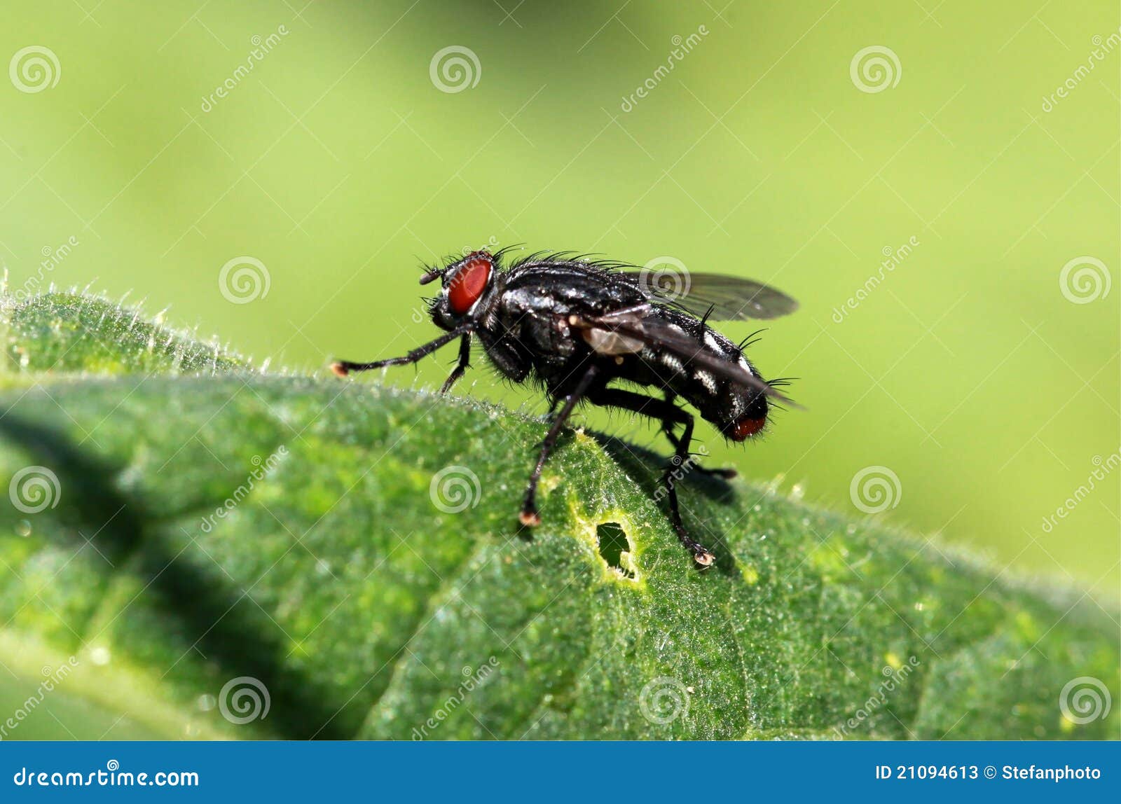 Mosca común imagen de archivo. Imagen de enmascarado - 21094613