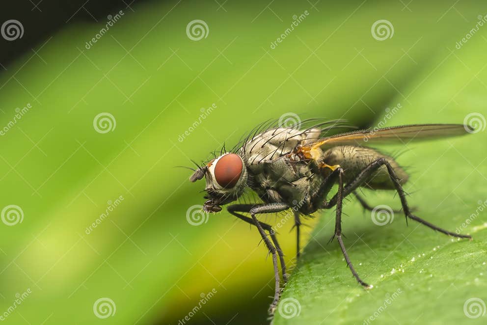 Mosca común imagen de archivo. Imagen de cierre, detallado - 25432125