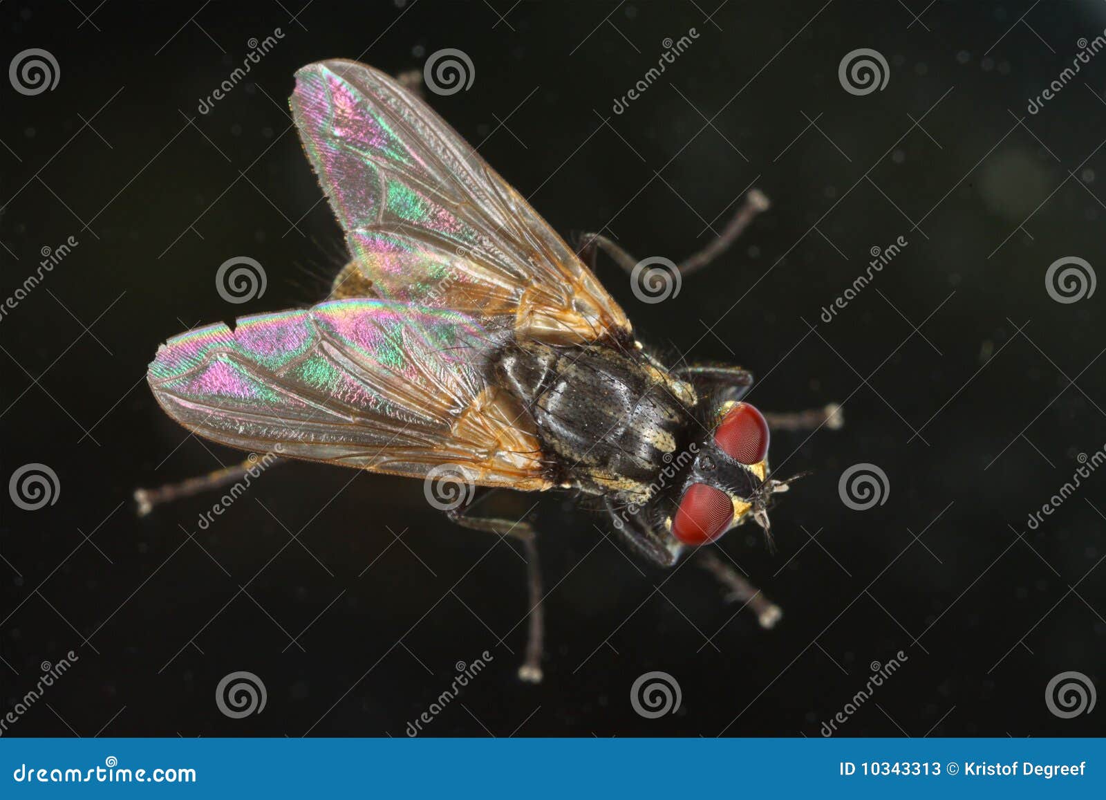 Mosca comum imagem de stock. Imagem de velocidade, incômodo - 10343313