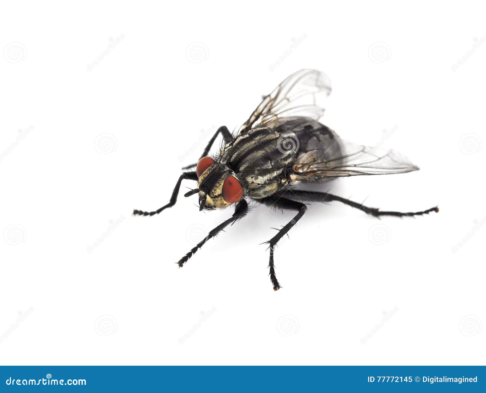 Mosca comum imagem de stock. Imagem de frente, grande - 77772145