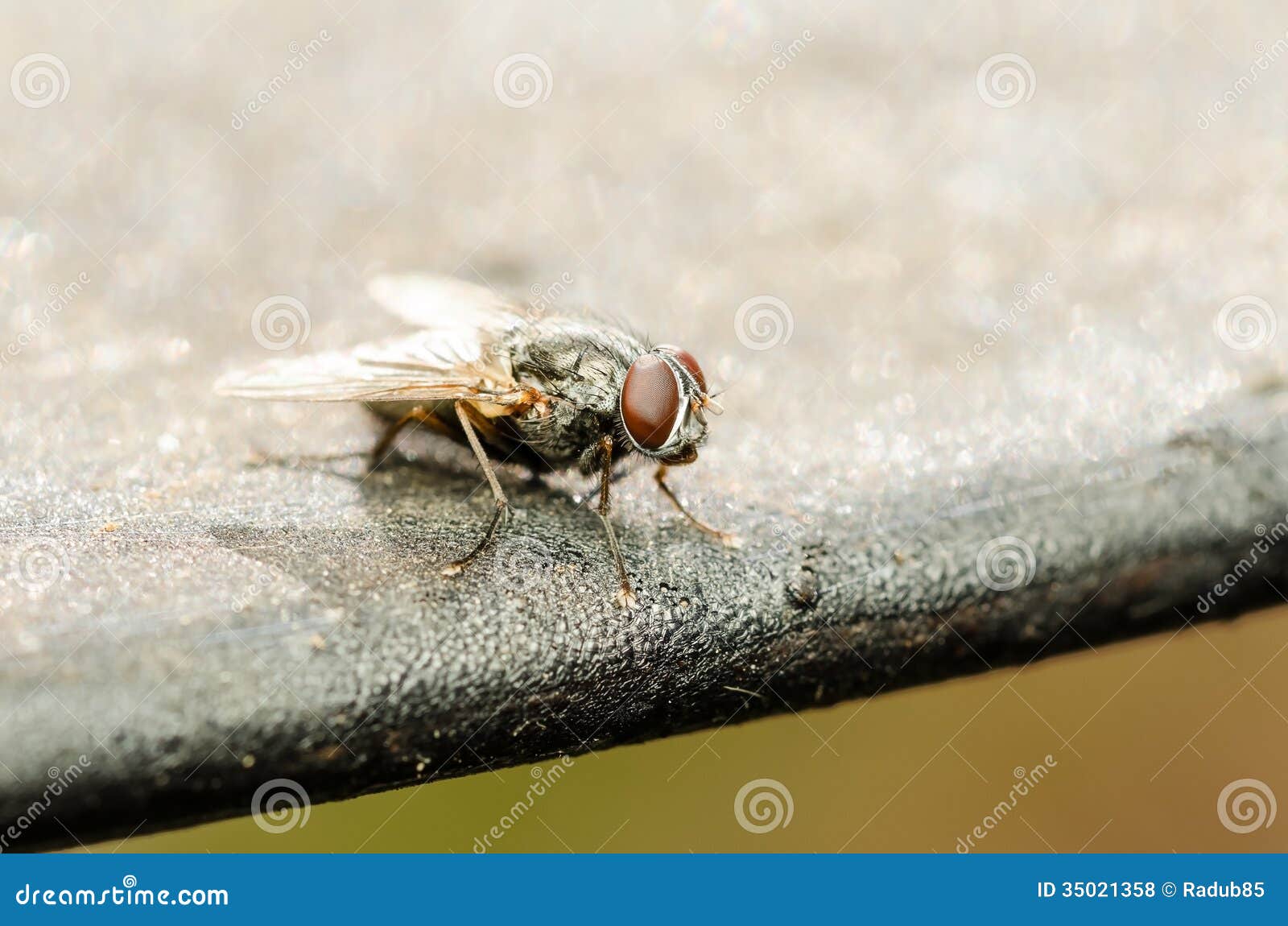 Mosca Comum Com Olhos Vermelhos Foto de Stock - Imagem de olho, olhos ...