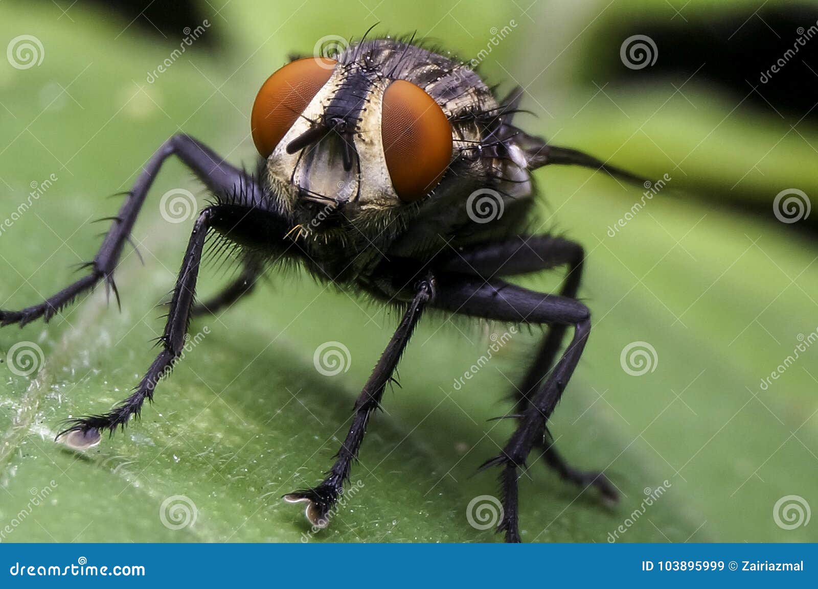 Mosca comum da casa imagem de stock. Imagem de biologia - 103895999