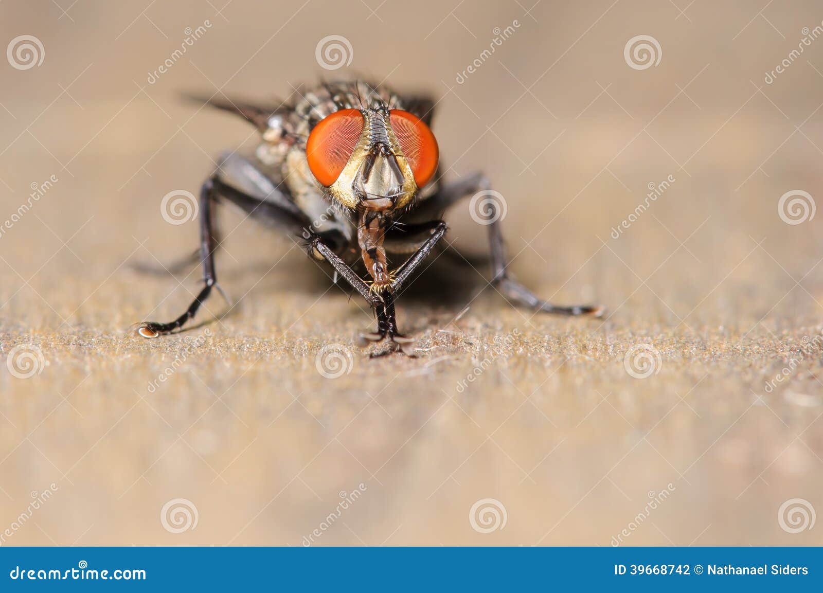 Mosca comum da casa foto de stock. Imagem de fundo, casa - 39668742