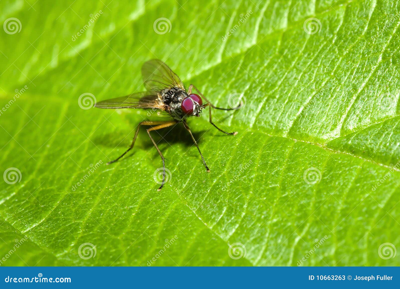 Mosca comum em uma folha imagem de stock. Imagem de naughty - 10663263