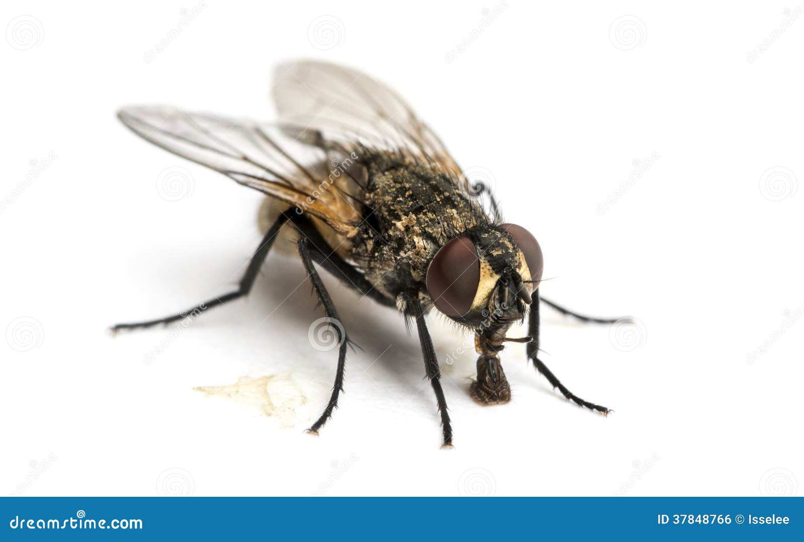 Mosca Comum Suja Que Come, Domestica Do Musca, Isolado Foto de Stock ...