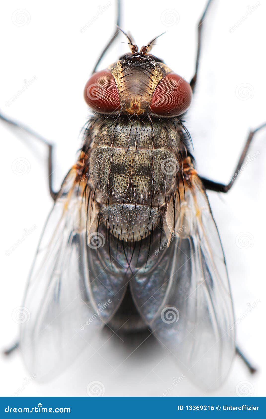 Mosca comune fotografia stock. Immagine di adulto, infezione - 13369216