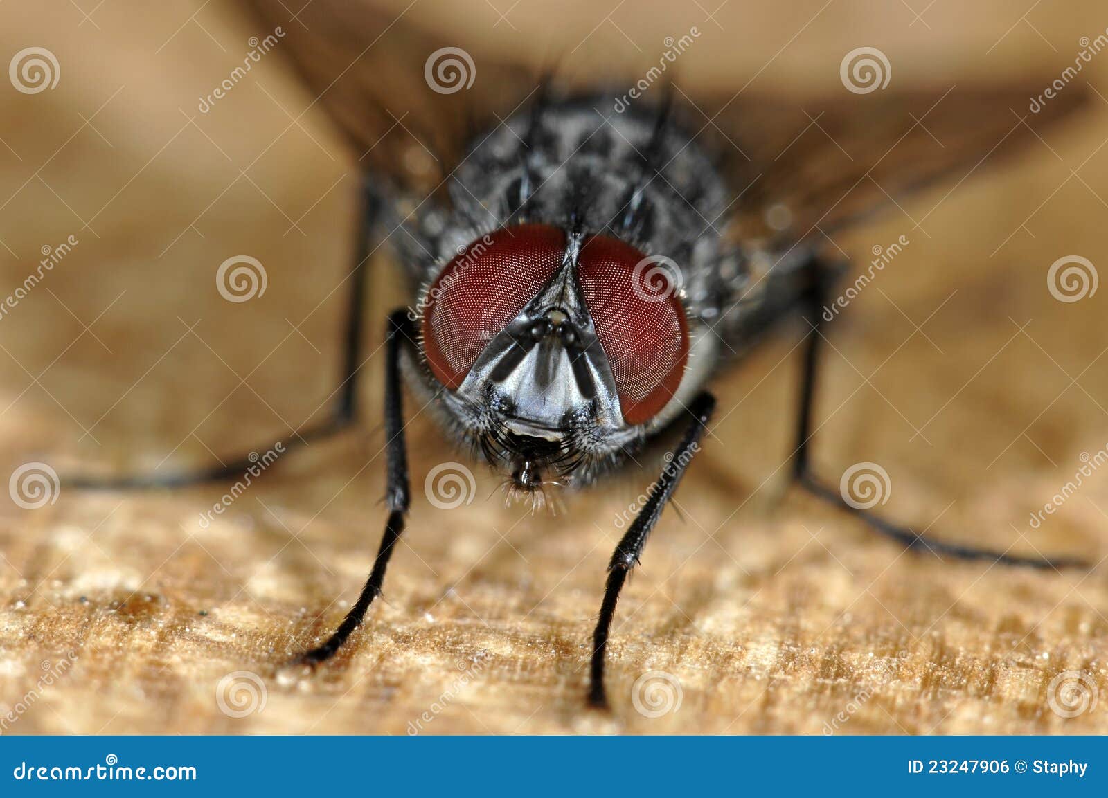 Mosca con los ojos grandes foto de archivo. Imagen de horizontal - 23247906