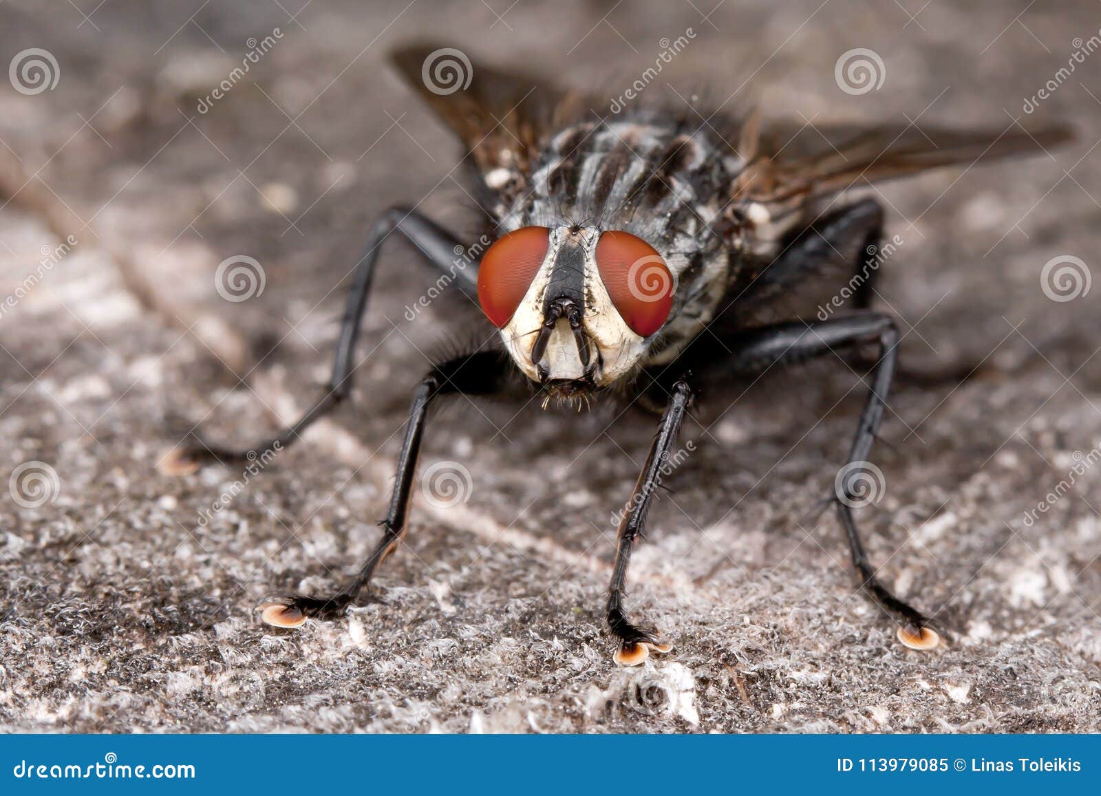 Mosca Con Los Ojos Rojos Grandes Imagen de archivo - Imagen de exterior ...