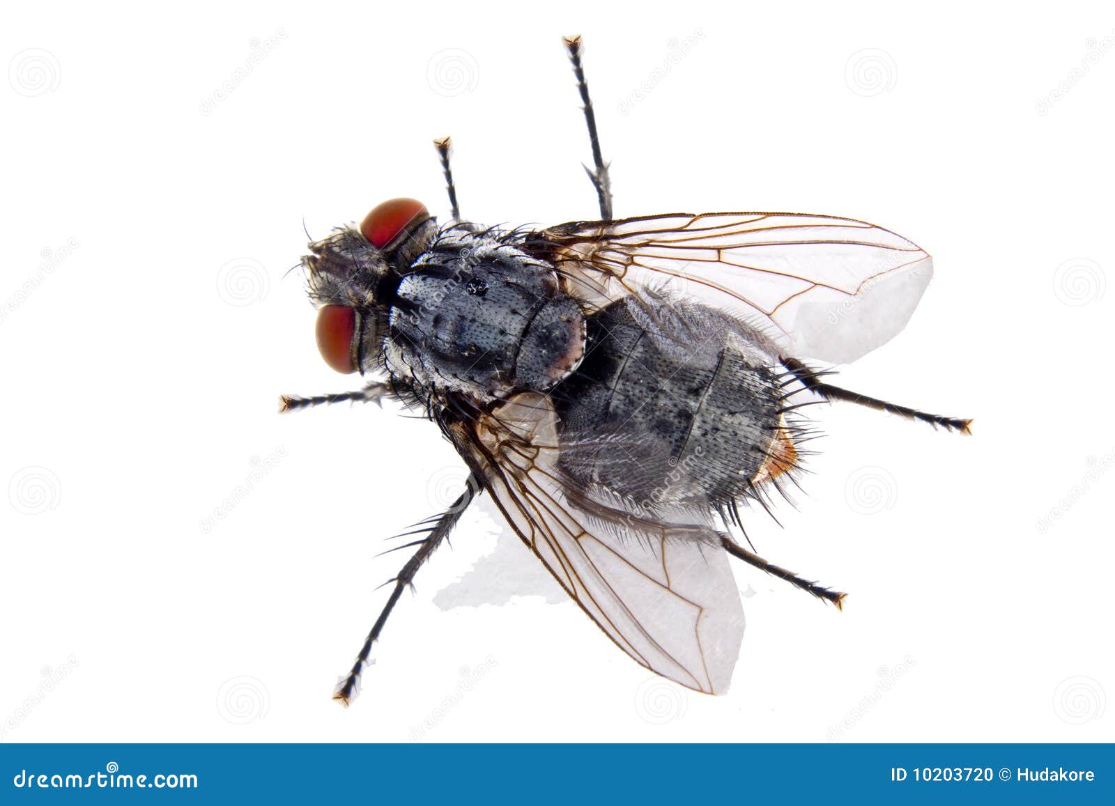 Mosca da casa foto de stock. Imagem de macro, criatura - 10203720