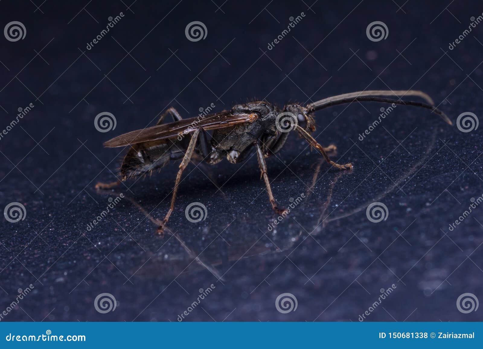 Mosca Da Casa, Mosca, Mosca Da Casa Na Folha Foto de Stock - Imagem de ...