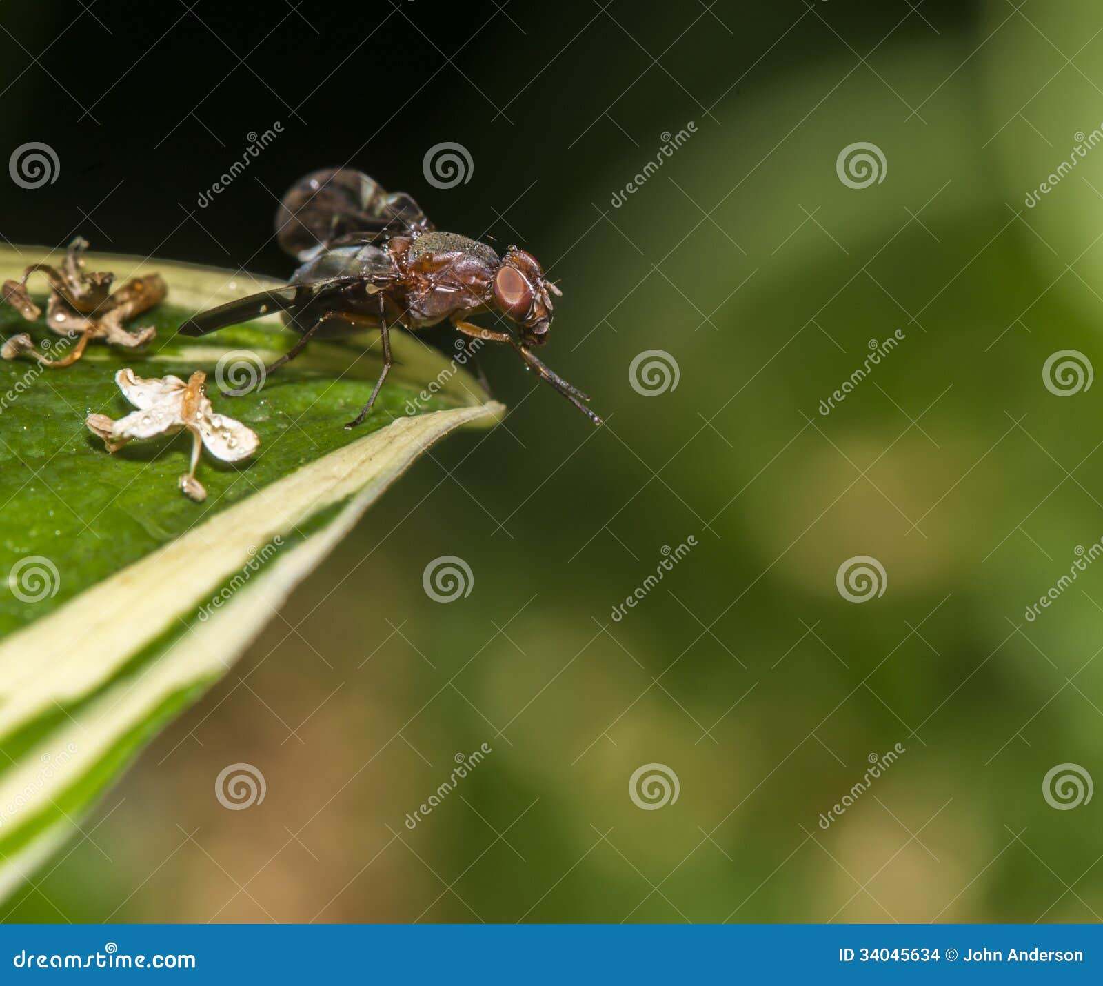 Mosca de abeja foto de archivo. Imagen de animal, mosca - 34045634