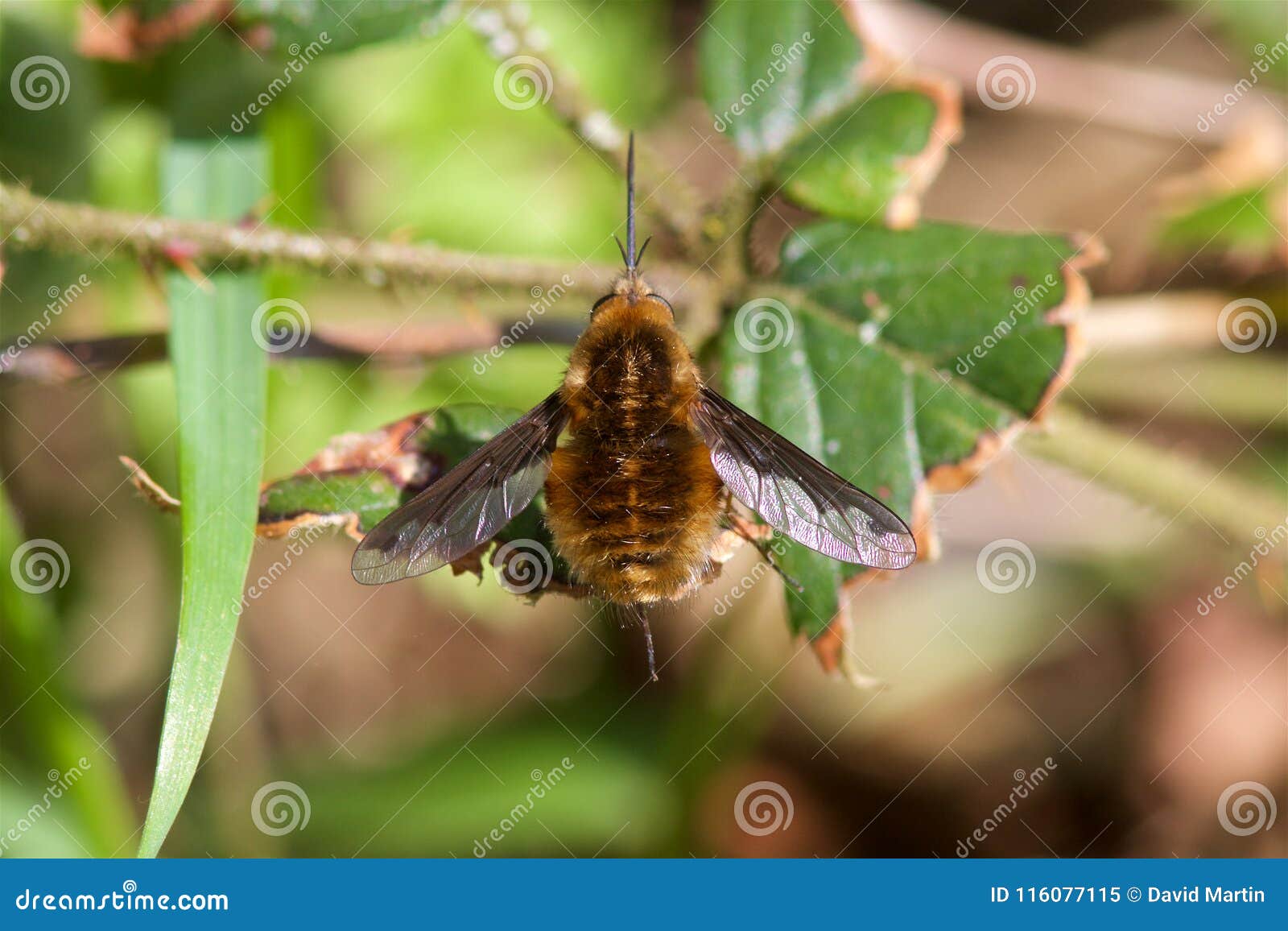 Mosca de abeja en una hoja imagen de archivo. Imagen de modelo - 116077115