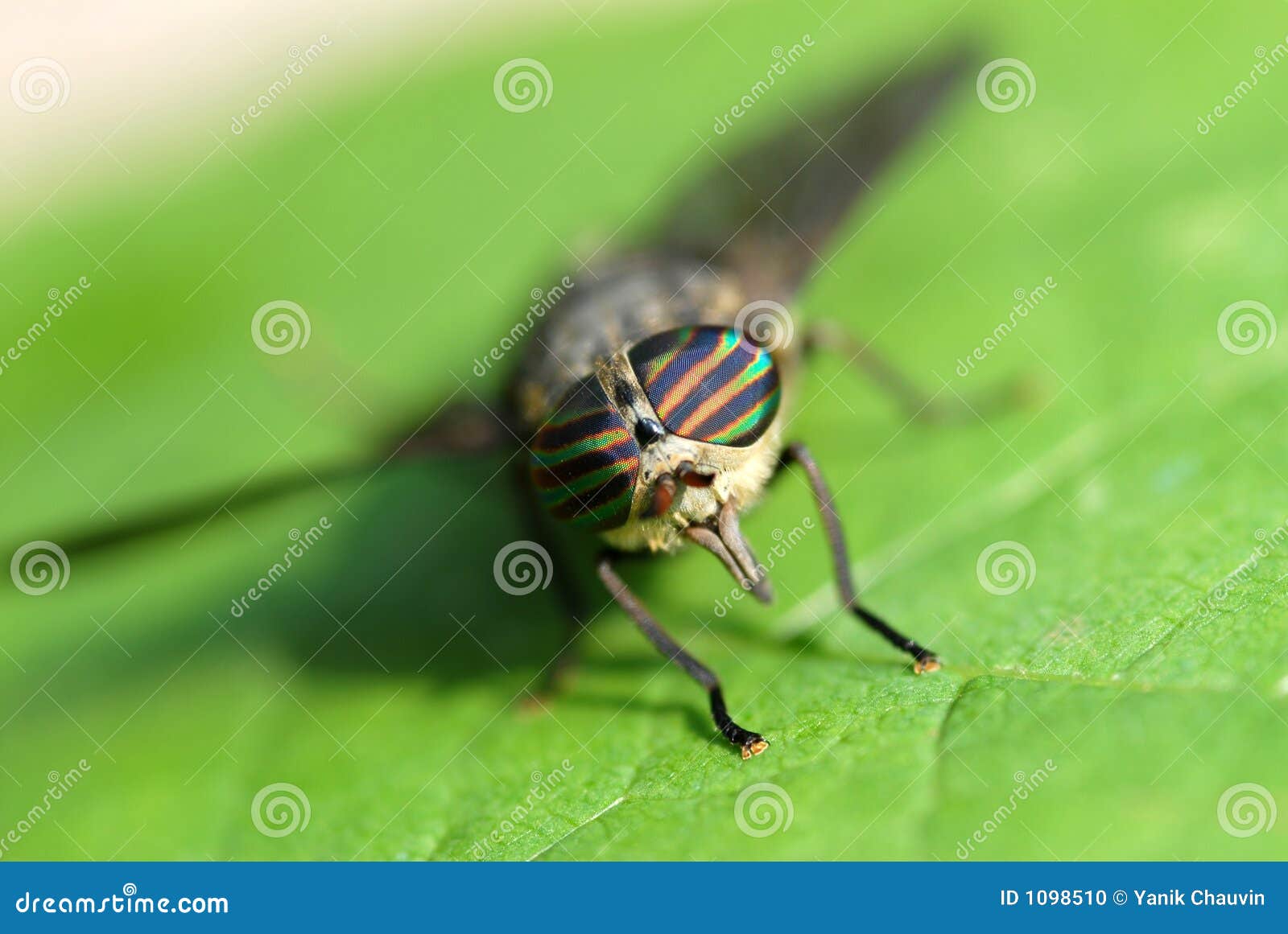 Mosca de cavalo foto de stock. Imagem de mosca, preto - 1098510