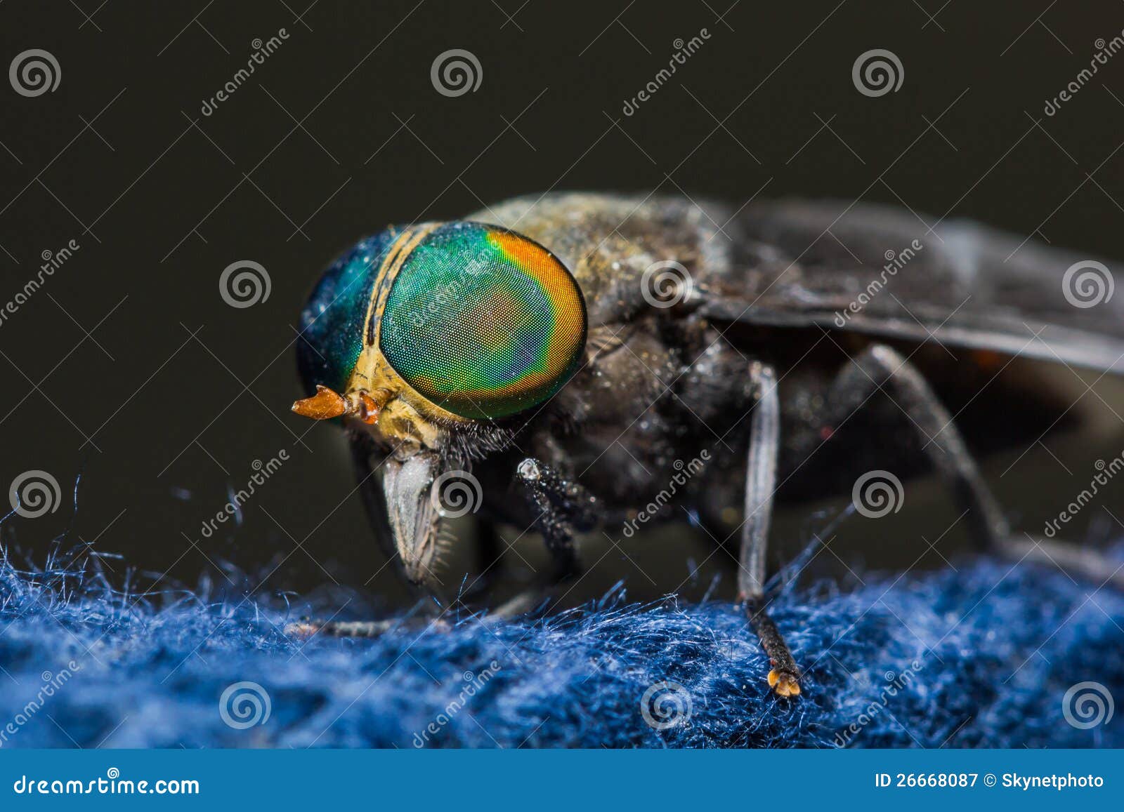 Mosca de cavalo imagem de stock. Imagem de detalhado - 26668087