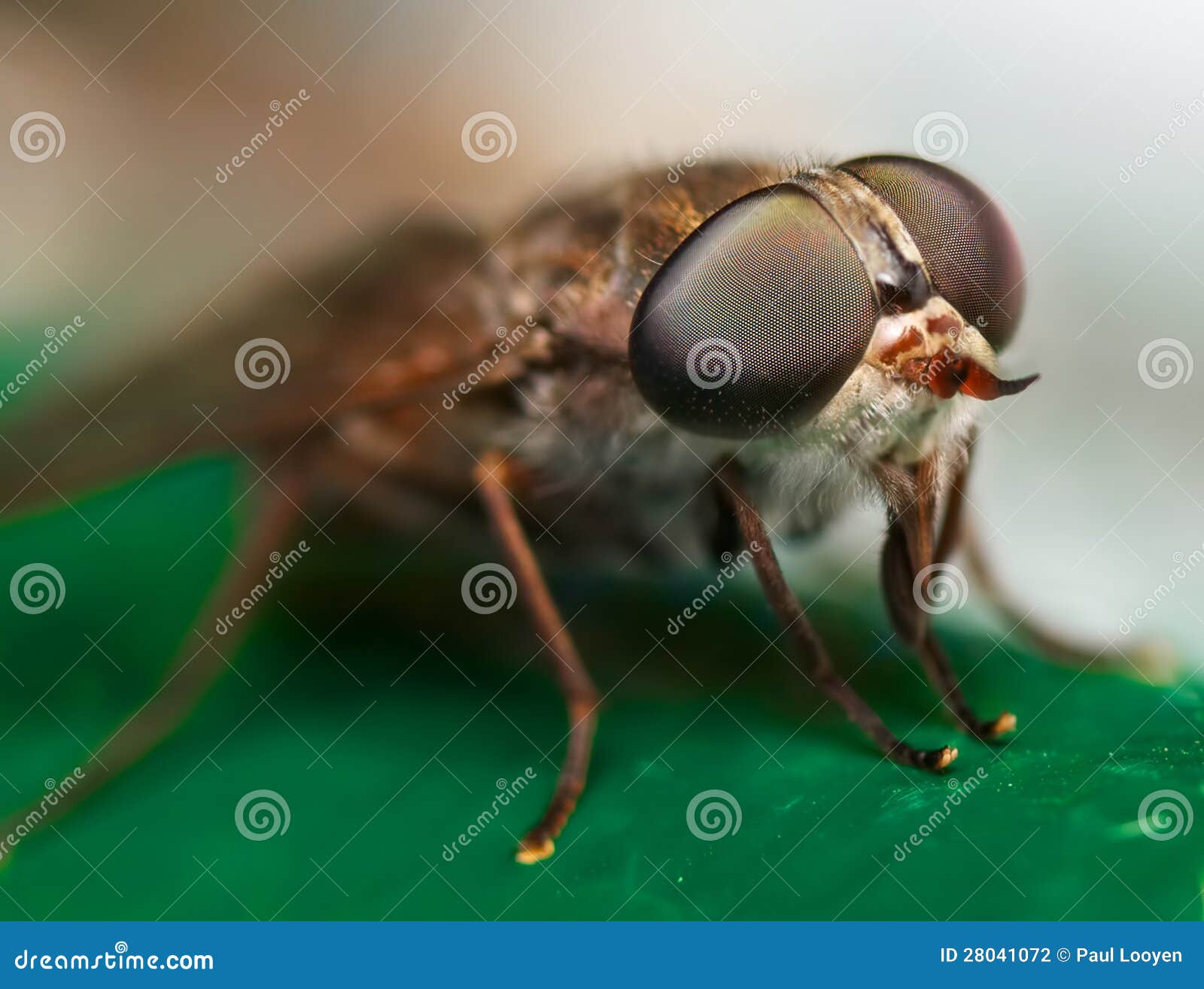 Mosca de cavalo foto de stock. Imagem de extremo, macro - 28041072