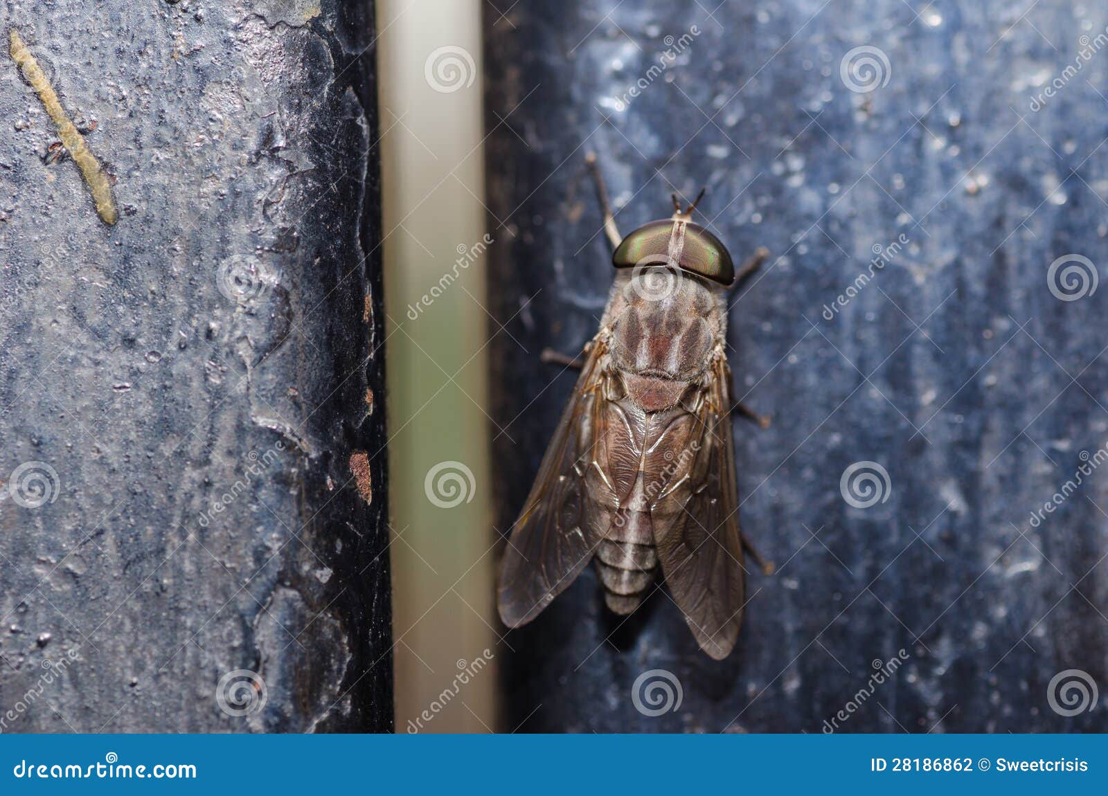 Mosca de cavalo foto de stock. Imagem de erro, mola, exterior - 28186862
