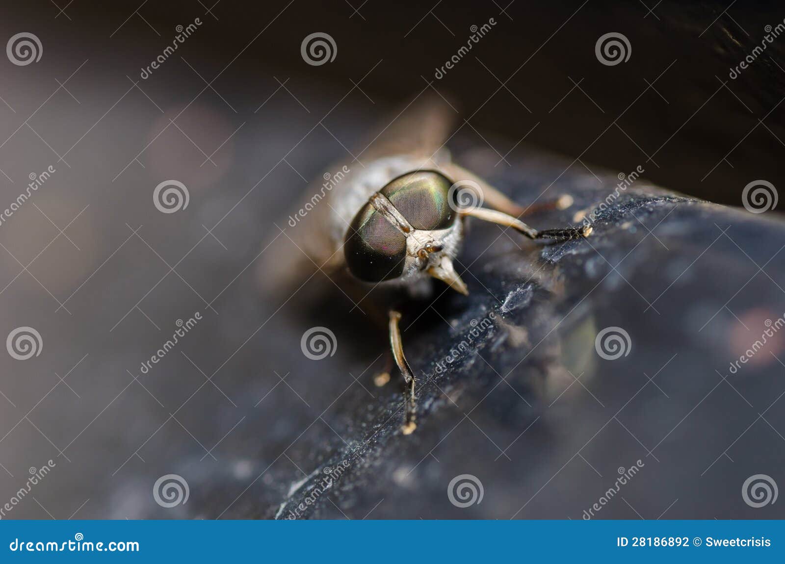 Mosca de cavalo foto de stock. Imagem de erro, detalhe - 28186892