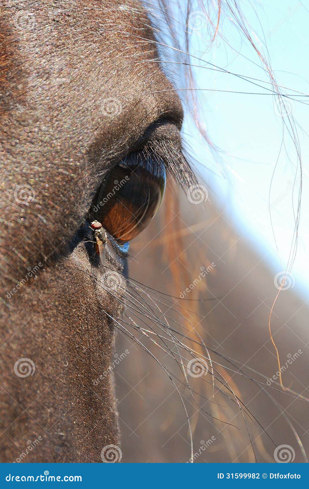Mosca de cavalo foto de stock. Imagem de animal, fazenda - 31599982