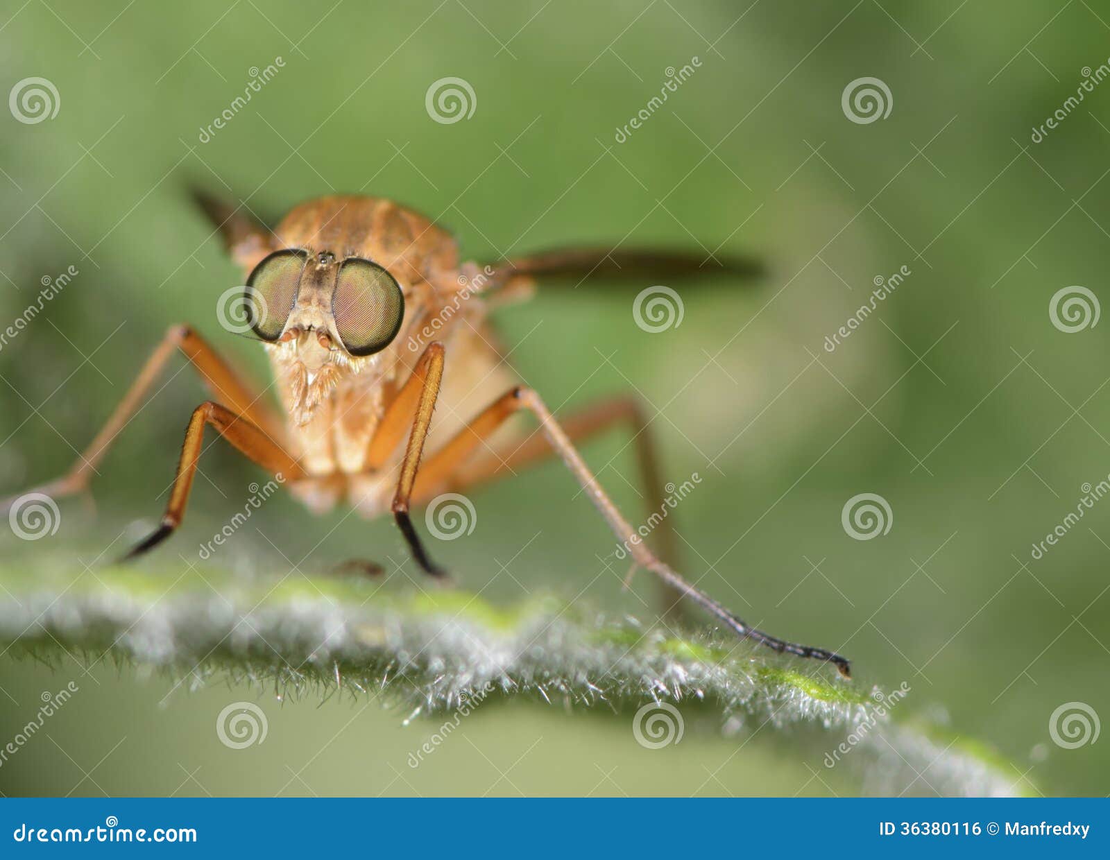 Mosca de cavalo foto de stock. Imagem de cavalo, nave - 36380116