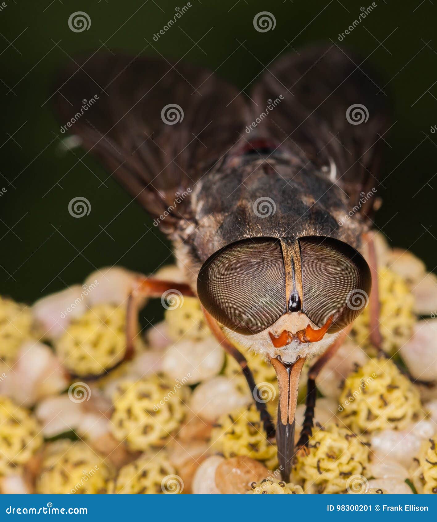 Mosca de cavalo imagem de stock. Imagem de mosca, olhos - 98300201