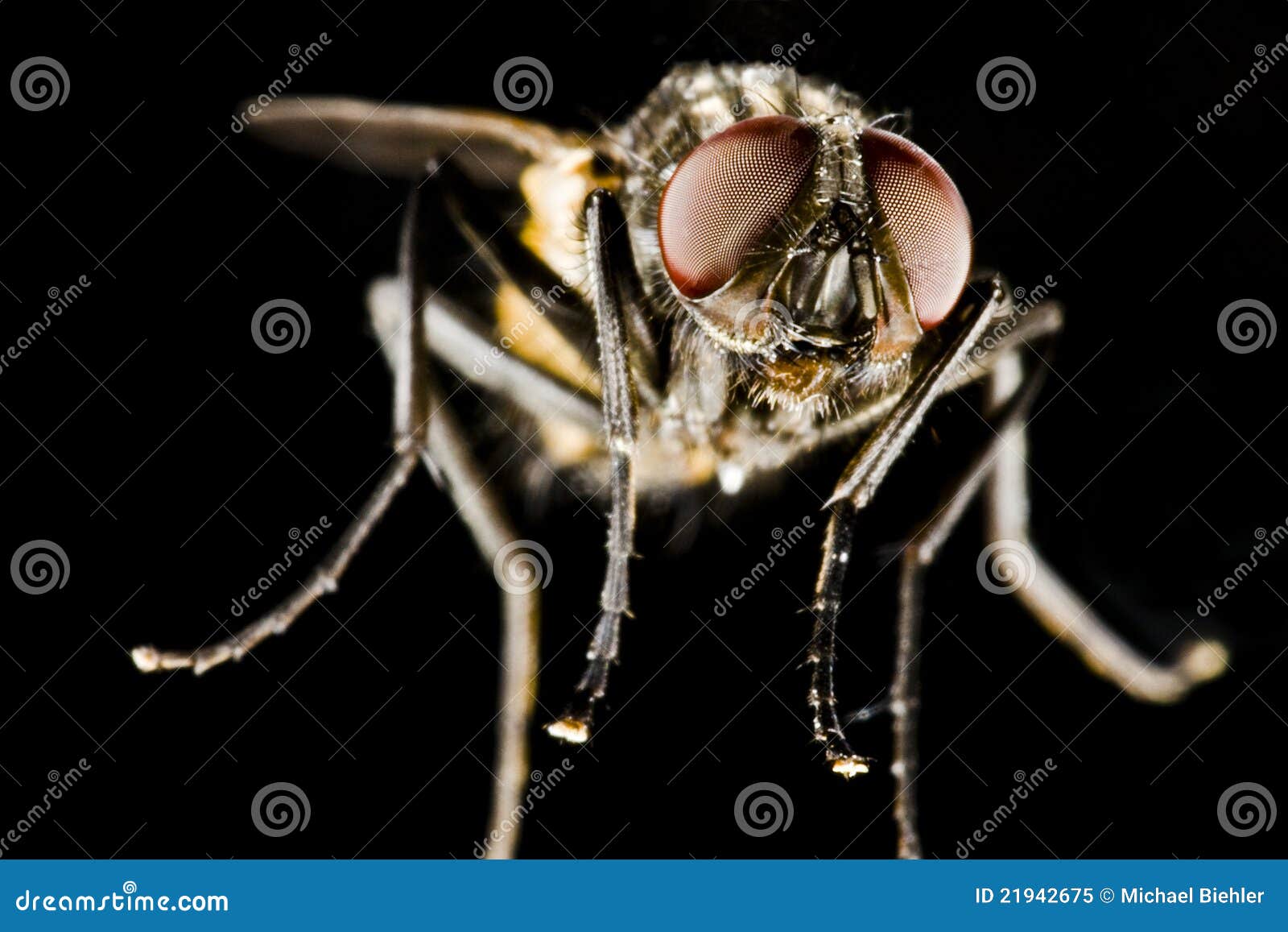 Mosca De Cavalo Com Fundo Preto Imagem de Stock - Imagem de substância ...