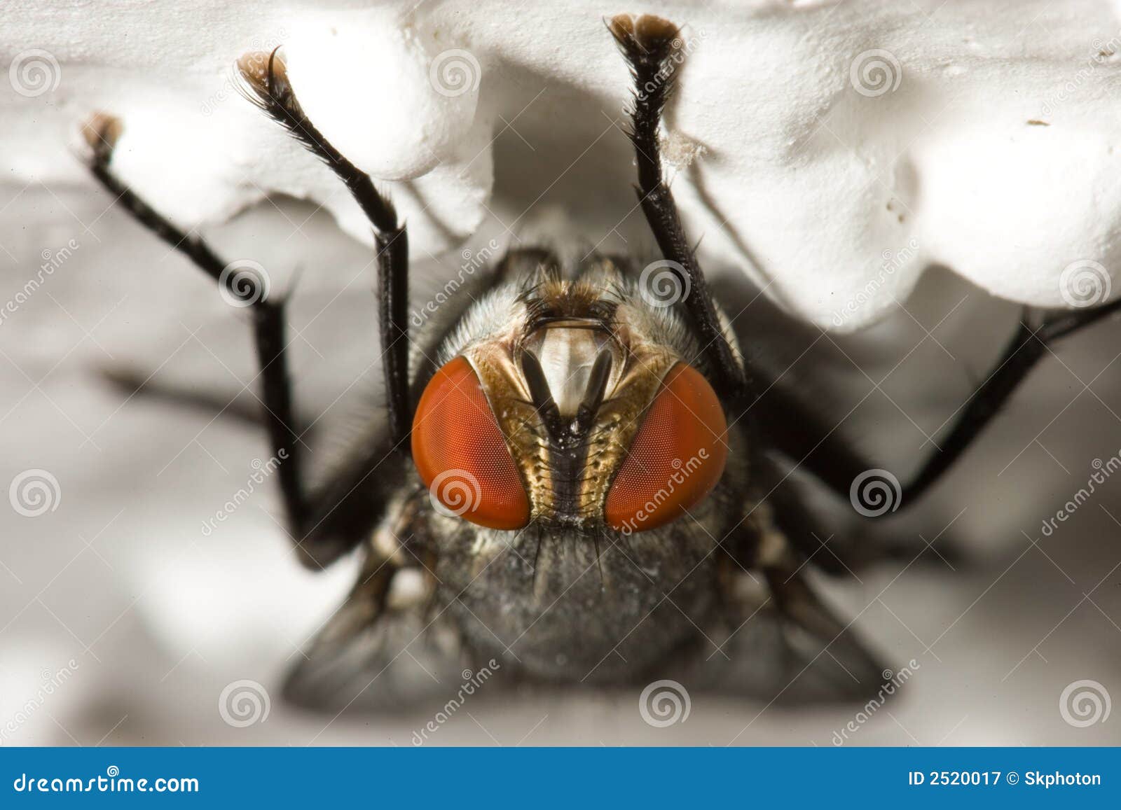 Mosca de la casa imagen de archivo. Imagen de germen, insecto - 2520017