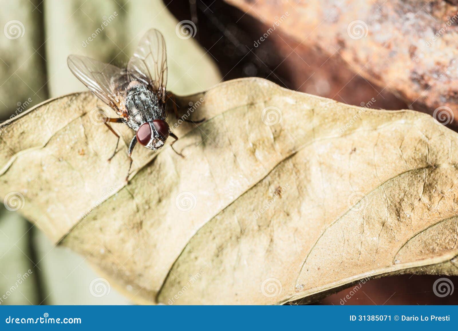 Mosca de la casa imagen de archivo. Imagen de detallado - 31385071