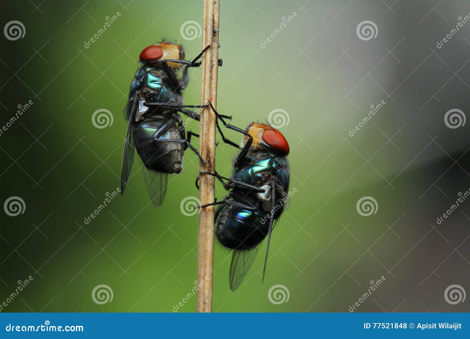 Mosca De La Casa En Asia Sudoriental Foto de archivo - Imagen de ...