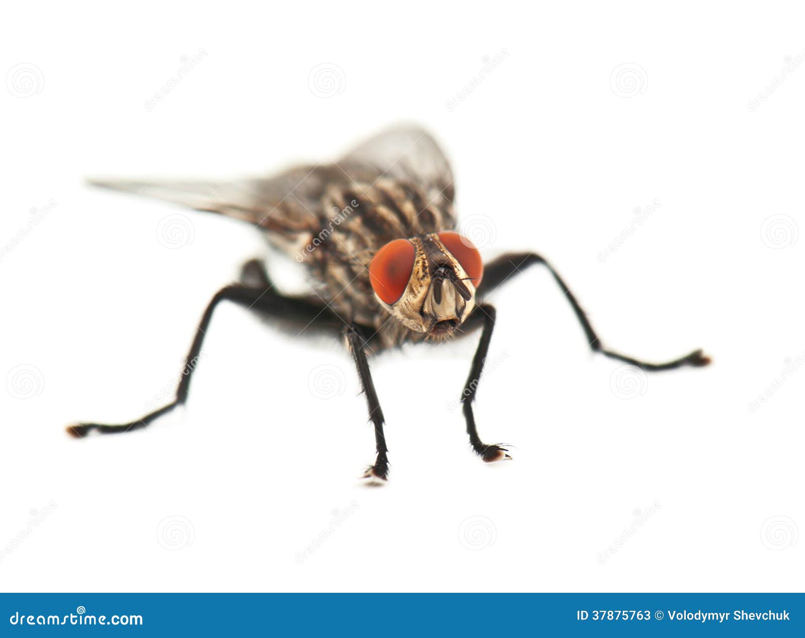 Mosca de la casa en blanco imagen de archivo. Imagen de vuelo - 37875763