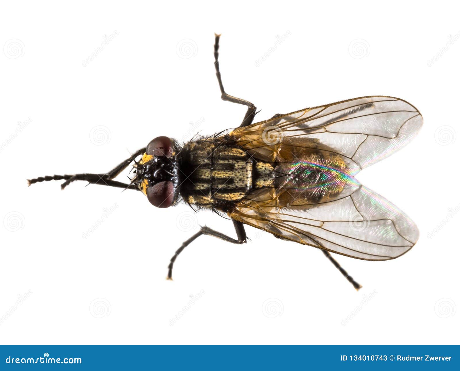 Mosca De La Casa En El Fondo Blanco Imagen de archivo - Imagen de ...
