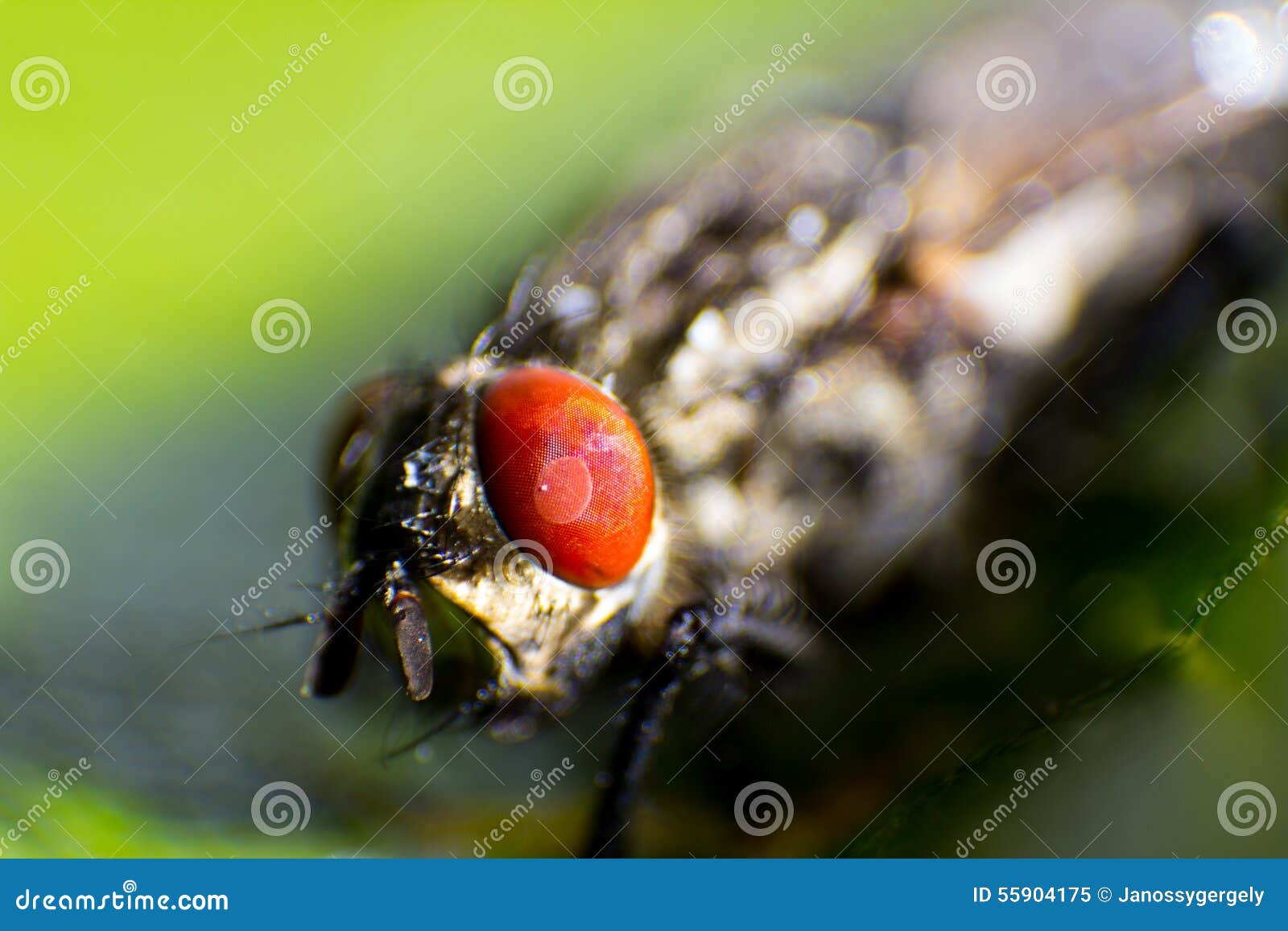 Mosca De La Casa En El Fondo Verde Imagen de archivo - Imagen de animal ...