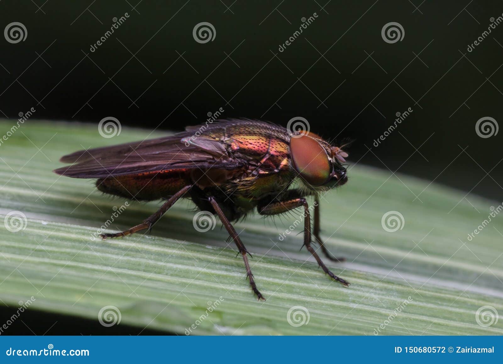 Mosca De La Casa, Mosca, Mosca De La Casa En La Hoja Foto de archivo ...