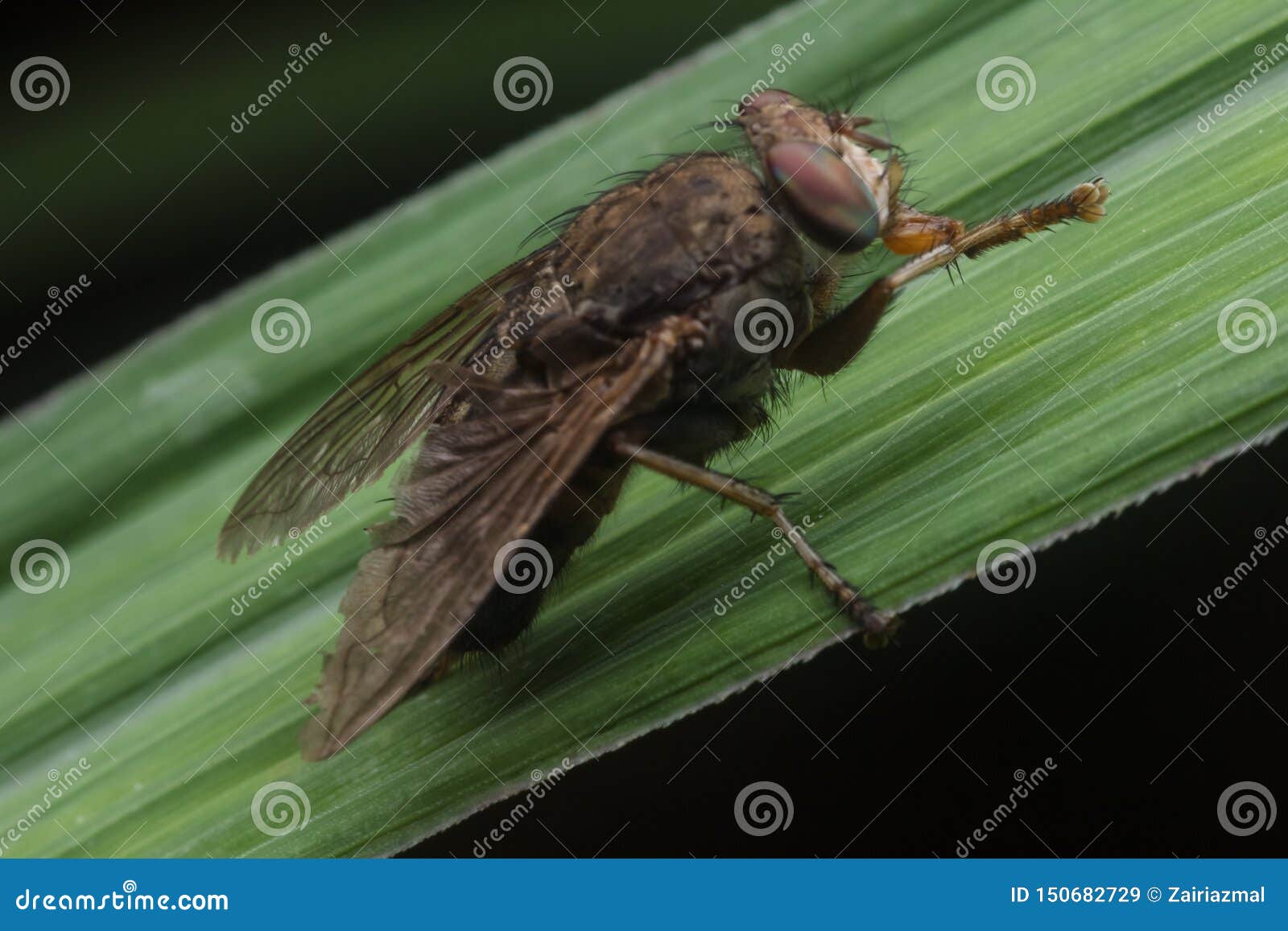Mosca De La Casa, Mosca, Mosca De La Casa En La Hoja Imagen de archivo ...