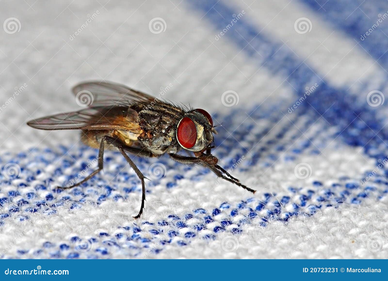 Mosca de la casa en mantel imagen de archivo. Imagen de cierre - 20723231