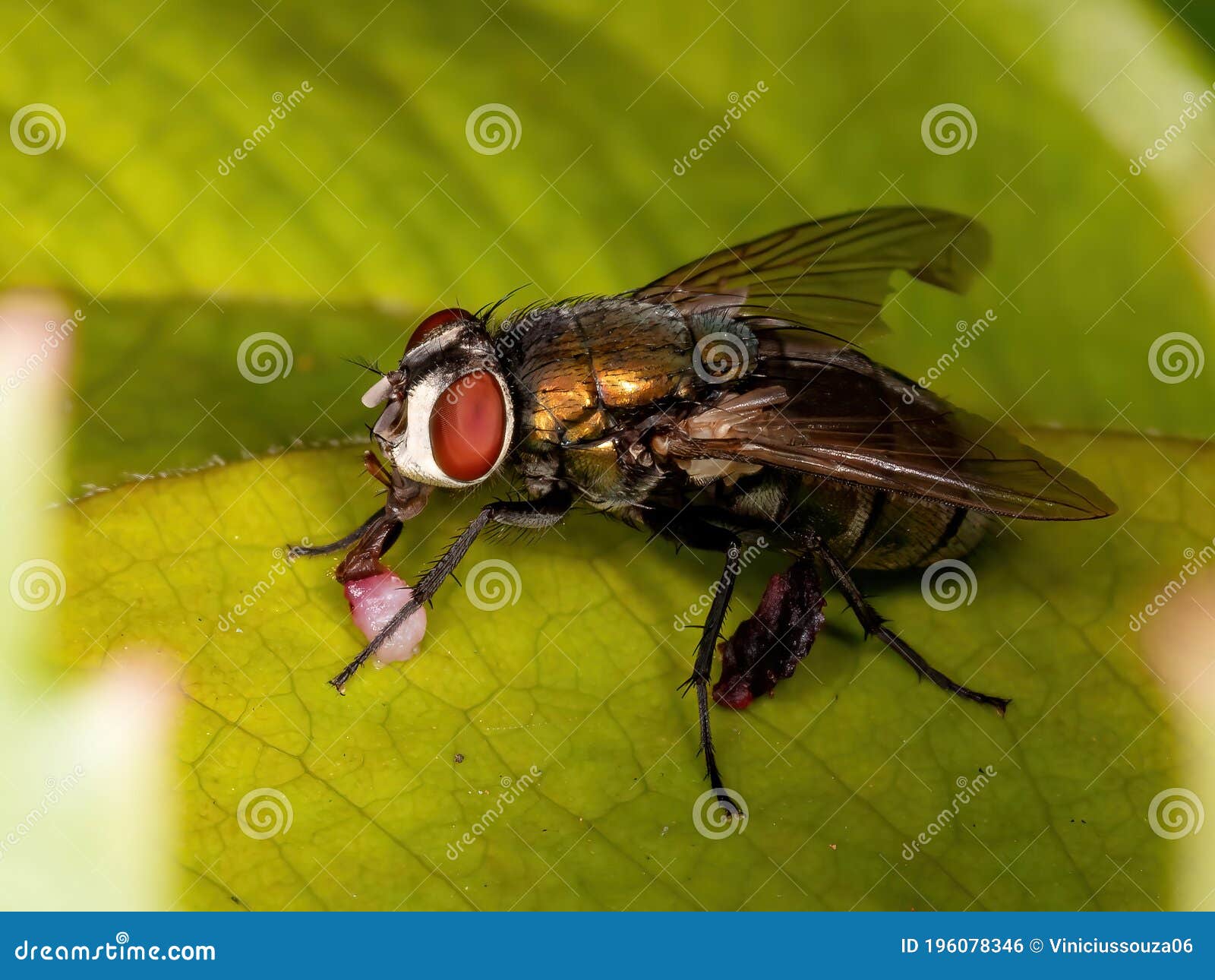 Mosca foto de archivo. Imagen de melenudo, grande, cubo - 196078346