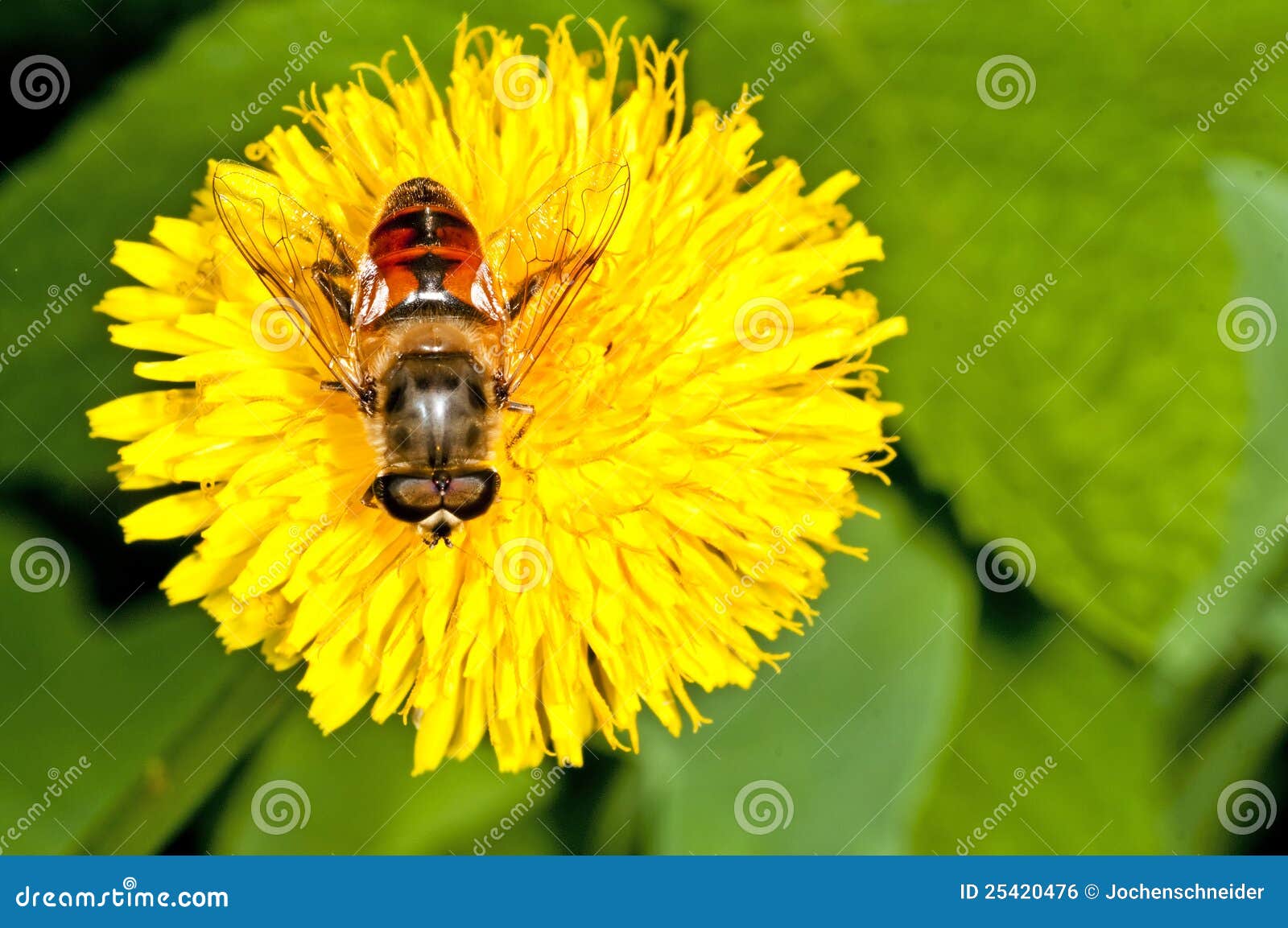Mosca De La Flor En Un Diente De León Foto de archivo - Imagen de ...
