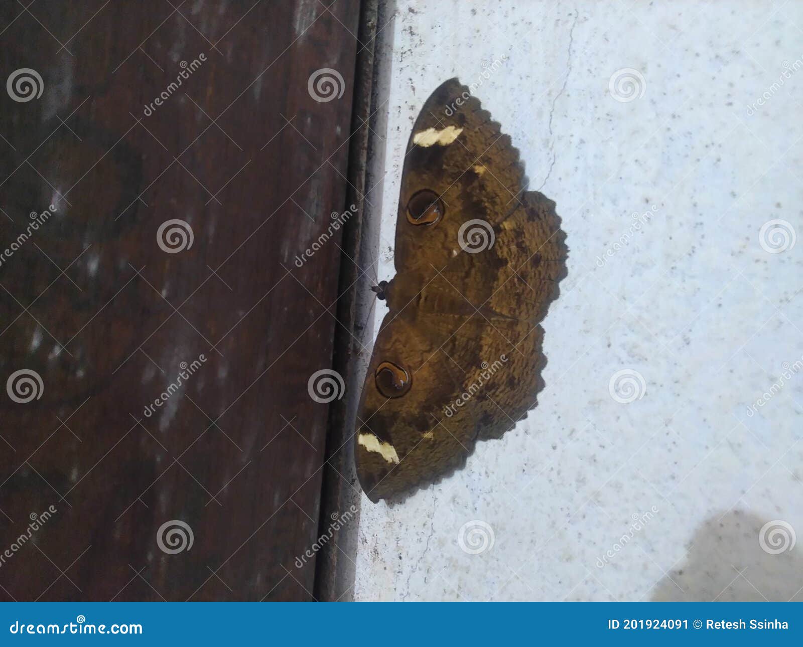 Mosca De Mantequilla, Queso De Cerdo En La Pared Imagen de archivo ...