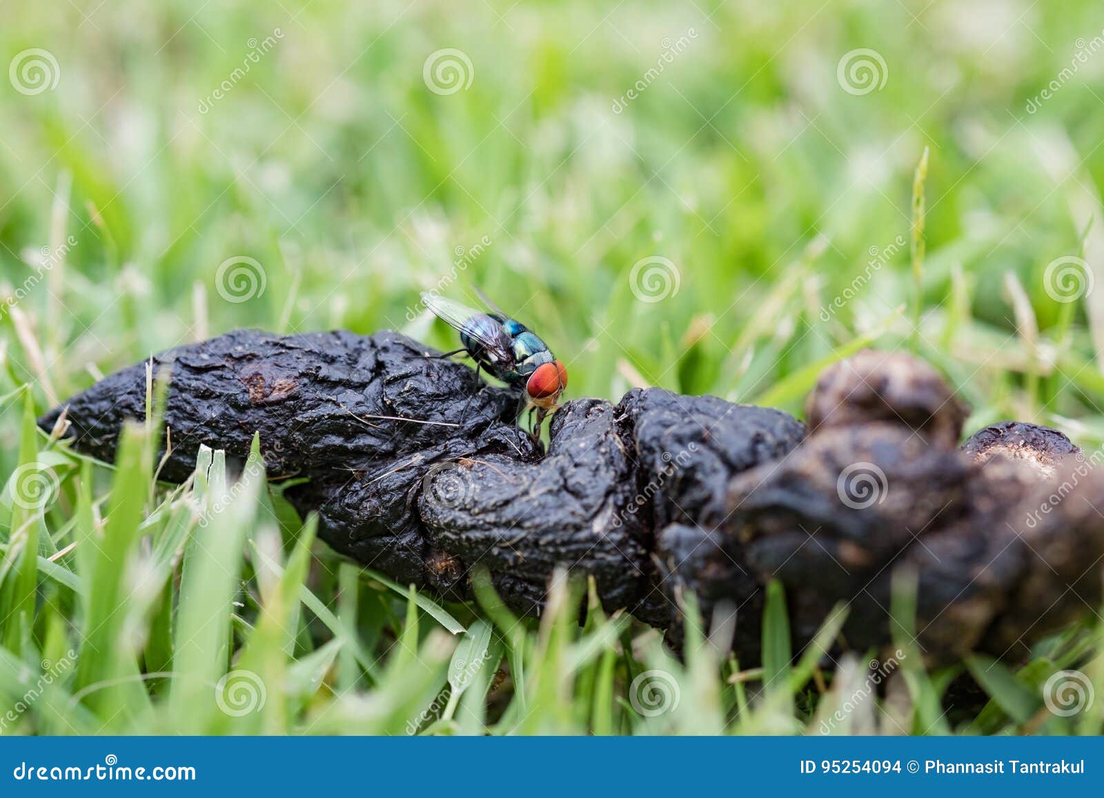 Mosca De Soplo En Impulso Del Perro Foto de archivo - Imagen de macro ...
